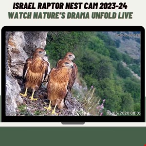 Raptor Nest Camera Live_ 2023_24