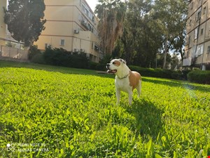 Simba the dog and his person need your help